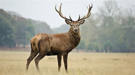 Deer Higher Resolution Wallpaper Images HD Wallpapers Images