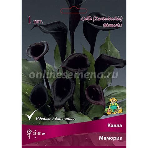 Калла Мемориз из каталога Луковичные и многолетние – купить с доставкой ...