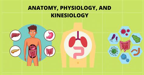 Fundamentals Of Anatomy Physiology Ch 8 Class 11 Notes 2021