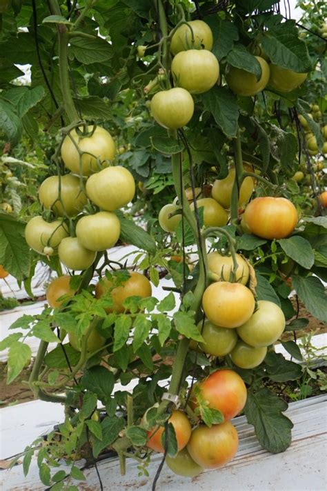 Tomate Archives Redagrícola