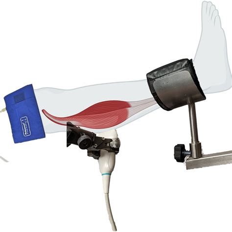 The Experimental Setup For Data Acquisition An Ultrasound Probe Is