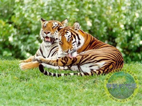 Panthera Tigris Amoyensis