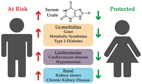 Sex Differences In Urate Handling Pmc