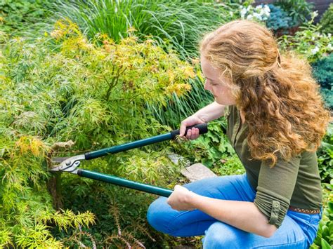 Pruning Maple Trees Nz Reyes Will