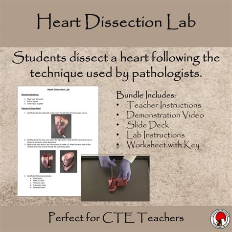 Heart Dissection Lab By Dr Lamms Med Sci Madness Tpt