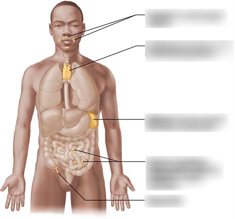 Figure 205 Lymphoid Organs Diagram Quizlet