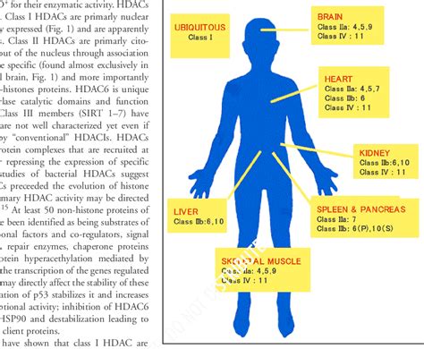 Tissue Distribution Of Different Classes Of Hdac Download Scientific Diagram