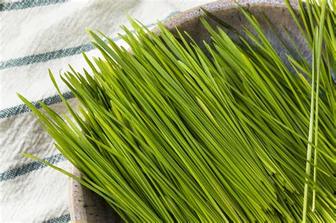 How Much Protein Does Wheatgrass Have