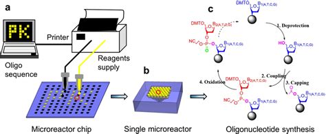 The Schematic View Of The Oligonucleotide Synthesis On Our Platform