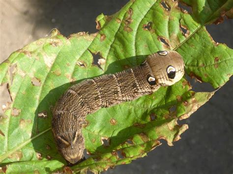 Insecticida Casero Con Bicarbonato De Sodio Y Harina De Trigo Para