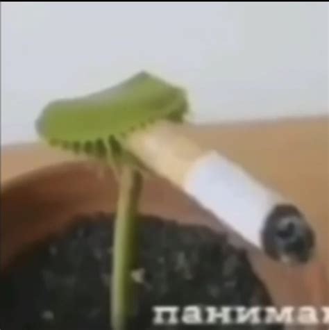 Pe Pe Pe Pew R Squareposting