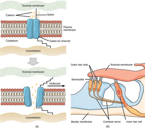 The Senses Biology For Majors Ii