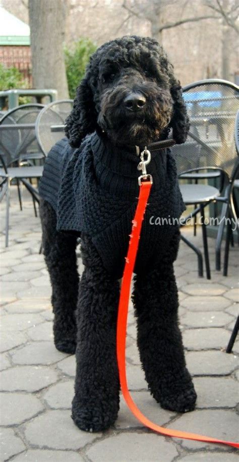 Goldendoodles Haircut Ideas Adorable And Creative Styles Artofit