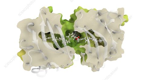 Beta Lactoglobulin Protein Molecule Illustration Stock Image C052