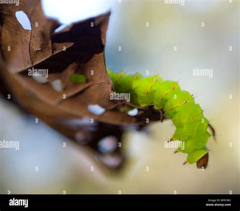 A Luna Moth Caterpillar Hangs From A Dead Leaf At Devils Den State