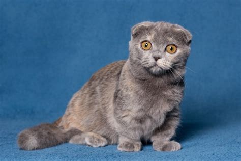 8 Common Munchkin Cat Colors With Pictures Catster