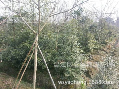 浙江金丝楠木树苗批发 20年专注 金丝楠木 阿里巴巴