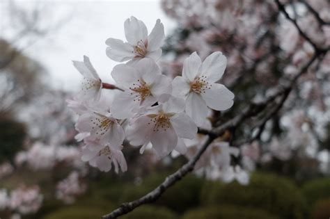 배경 화면 일본 식품 분기 벚꽃 봄 도쿄 후지 필름 사쿠라 플로라 꽃잎 고마 고메 리쿠 기엔 클래식 크롬 엑스 X30 생기게 하다 육상 식물
