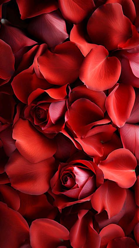 Pin By Dali Choniashvili On ყაისნაღით ქსოვა In 2024 Rose Flower Wallpaper Aura Colors