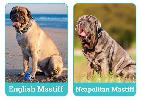 English Giant Neapolitan Mastiff