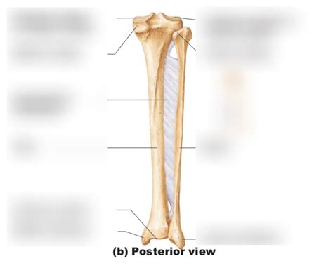 Posterior View Of Tibia And Fibula Diagram Quizlet