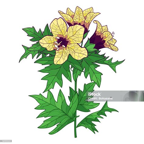 윤곽선 독성 효시아무스 니제르 또는 헨베인 또는 악취 가느다 야간 그늘 노란색 꽃 무리와 흰색 배경에 고립 된 녹색 잎의 벡터 줄기 사리풀에 대한 스톡 벡터 아트 및 기타