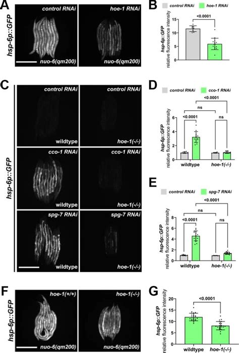 New Aging Related Molecular Pathway Discovered Rsingularity
