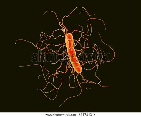 Clostridium Difficile Bacterium Isolated On Black Stock Illustration 611761316 Shutterstock