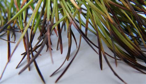 Phytophthora Manual 2 Identification And Symptoms Of Ramorum Disease Forest Research