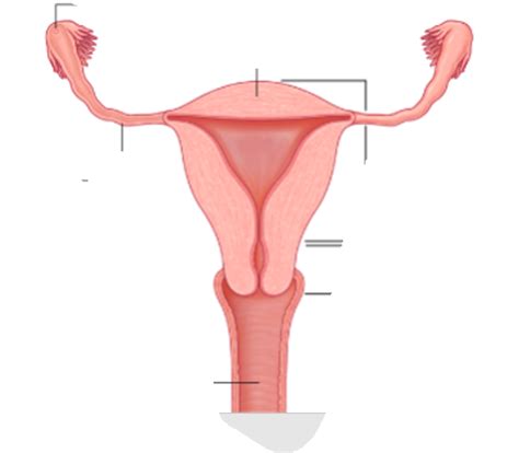 Pelvis Diagram Quizlet