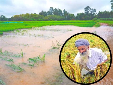 குஜராத் விவசாயிகளுக்கு ரூ630 கோடி நிவாரண நிதி தமிழ்க்களம்