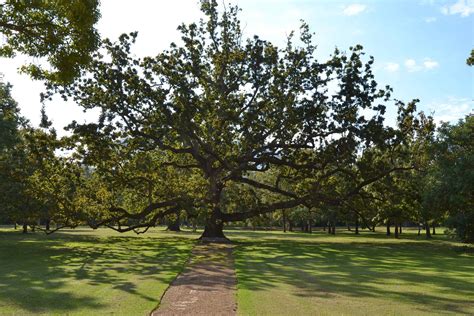 Trees To Fall In Love With In The Cape Sprout Landscapes