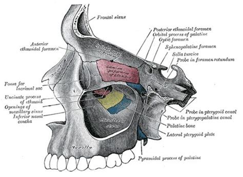 Anatomy Of Maxillary Sinus