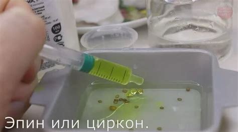 Лучшие простые средства для замачивания семян перца и помидор которые дают потрясающий результат