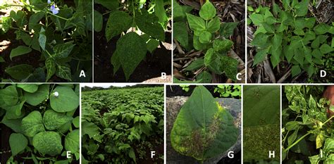 Comprehensive Surveys Of Bean Common Mosaic Virus And Bean Common Mosaic Necrosis Virus And