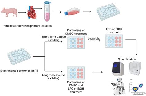 Experimental Overview Valve Interstitial Cells Were Sterilely