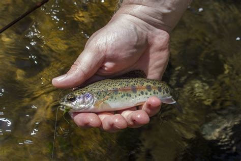 Fishing Laurel Creek In The Great Smoky Mountains National Park