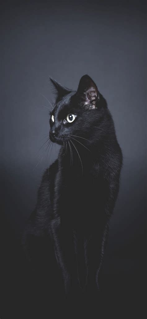 귀여운 고양이 1170 2532 아이폰 13프로 아이폰 14프로 고화질 배경화면 무료 공유 다운로드