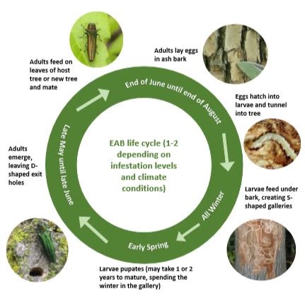 Emerald Ash Borer Trees Winnipeg