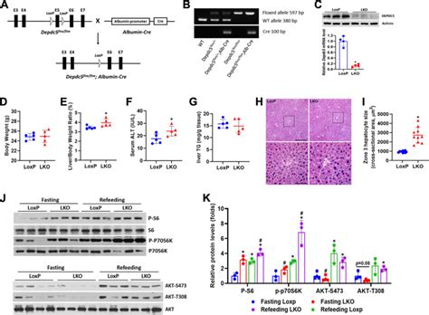Depdc5 Deficiency Exacerbates Alcohol Induced Hepatic Steatosis Via
