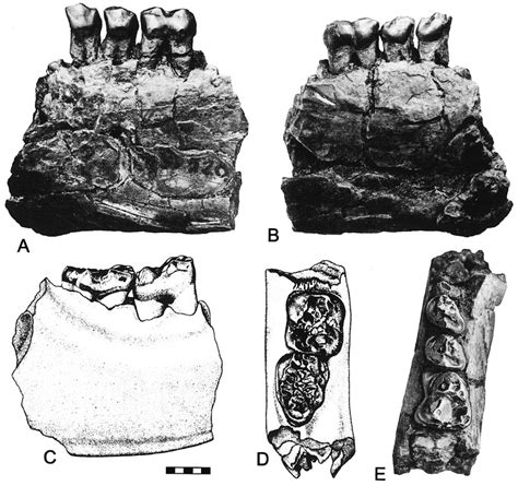 5 Amphipithecid Primates From Myanmar Holotype Left Dentary Of