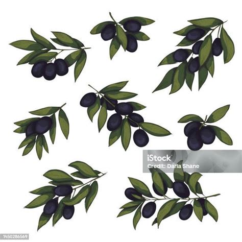 Olive Branch Clipart Set Stock Illustration Download Image Now Art