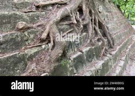 Tree Trunk Root Roots Stock Videos And Footage Hd And 4k Video Clips