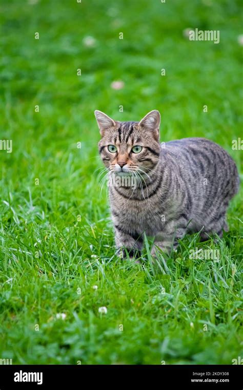 Cat Preying Green Grass