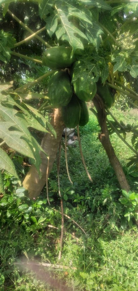 dr jahnavi devi s on linkedin the papaya tree with fruits each