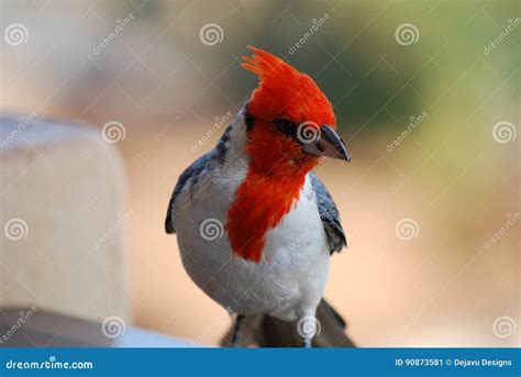 Up Close Red Crested Cardinal Bird With A Breadcrumb Stock Image