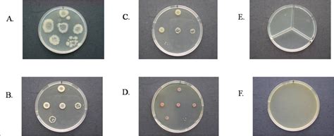 Figure 1 From Biosorption Of Copper II By Live Biomasses Of Two
