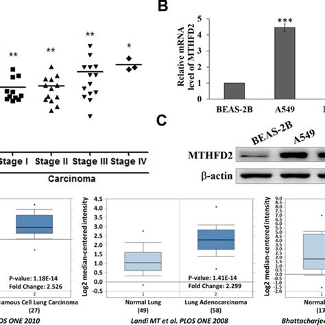 Levels Of MTHFD2 In Lung Cancer Tissues And Cell Lines A Relative