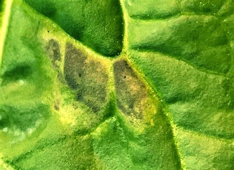 Downy Mildew On Spinach