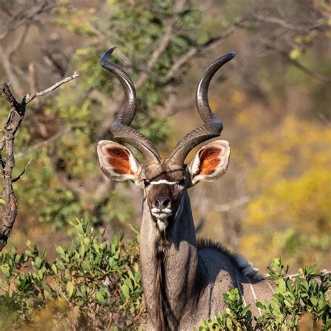 Beautiful Pic Of Kudu Bull Kigelia Game Farm And Lodge